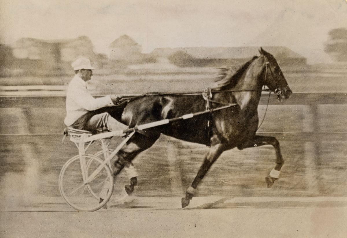 LOU DILLON | Harness Museum